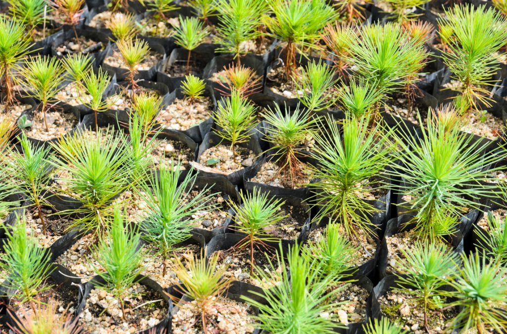 Pine tree nursery for reforestation - This Spaceship Earth